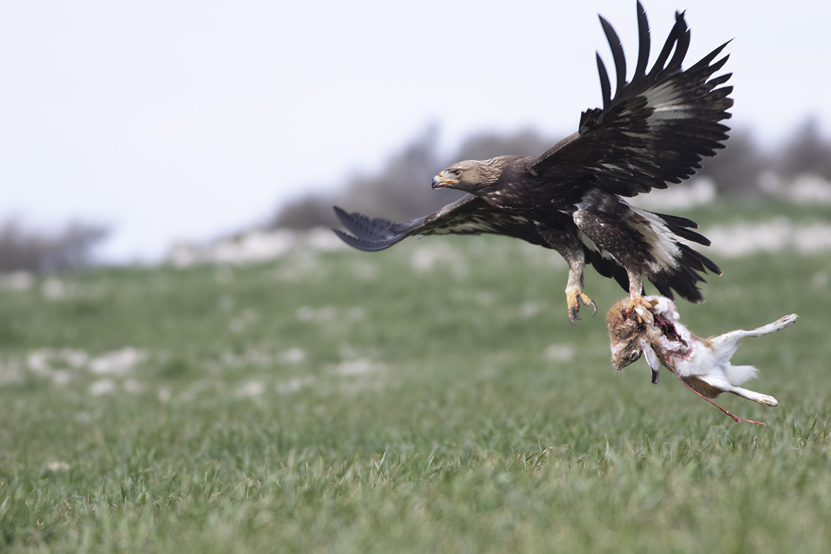 Fauna - Bardenas Reales