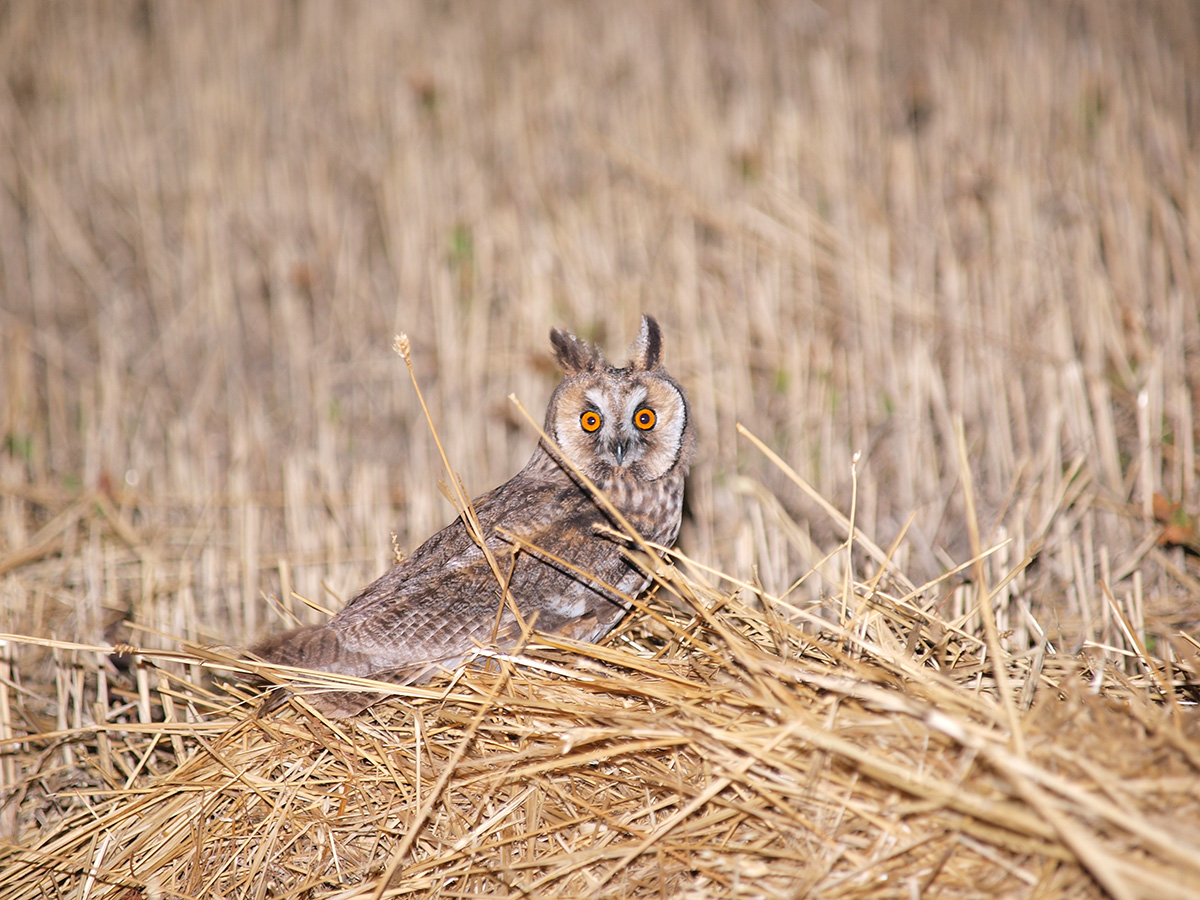 Fauna - Bardenas Reales